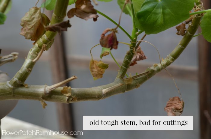 Geranium Propagation Methods