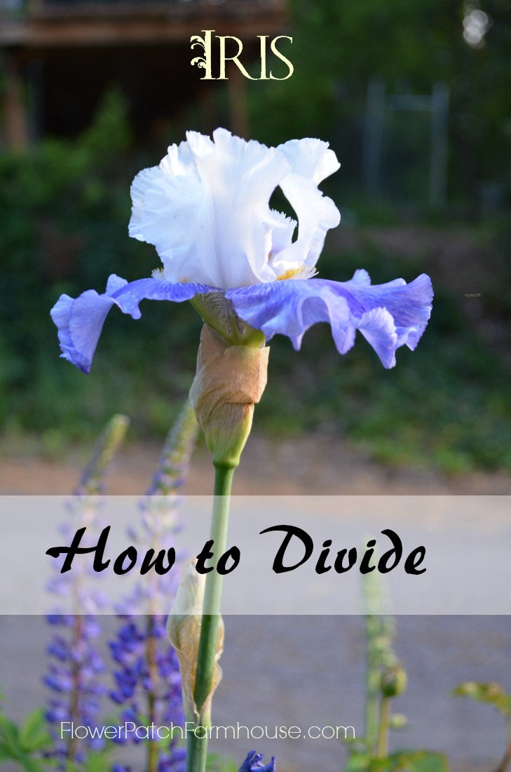 How to Plant, Grow and Propagate Bearded Iris Plant - Flower Patch ...