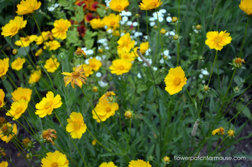 26 Long-Blooming Perennials for Continuous Blooms in Your Garden ...
