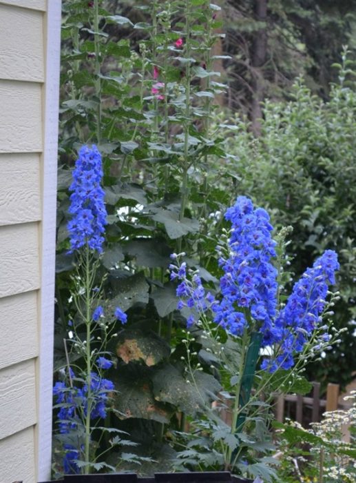 How to Grow Delphiniums in Your Garden - Flower Patch Farmhouse
