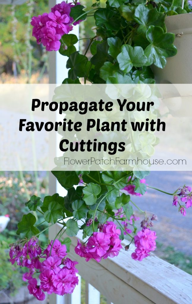 Tons of Free Plants from cuttings - Flower Patch Farmhouse