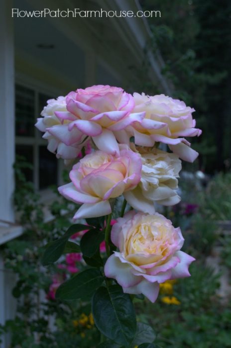 7 easy Tips for Winterizing Roses - How To Protect and Care - Flower ...