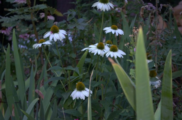 Late August Garden Tour - Flower Patch Farmhouse