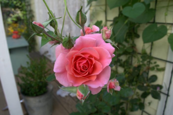 7 easy Tips for Winterizing Roses - How To Protect and Care - Flower ...