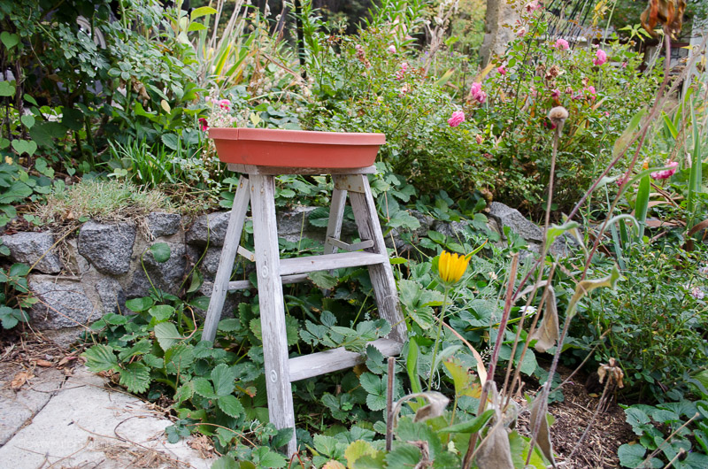 Decorate A Rustic Ladder - Flower Patch Farmhouse