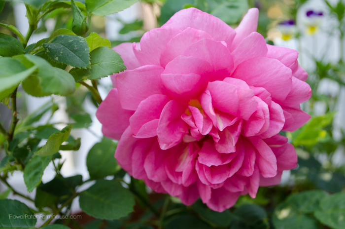 Pruning Climbing Roses for Optimum Bloom - Flower Patch Farmhouse