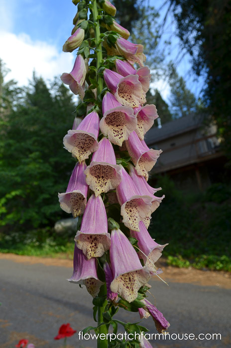 Growing Gorgeous Foxgloves: A Beginner’s Guide - Flower Patch Farmhouse