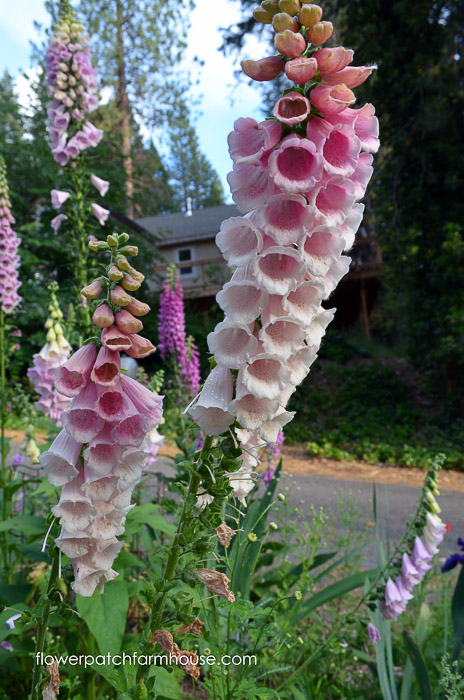 How to Grow Foxgloves - Flower Patch Farmhouse