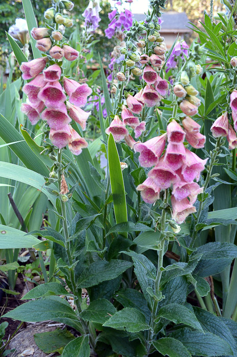 How to Grow Foxgloves - Flower Patch Farmhouse