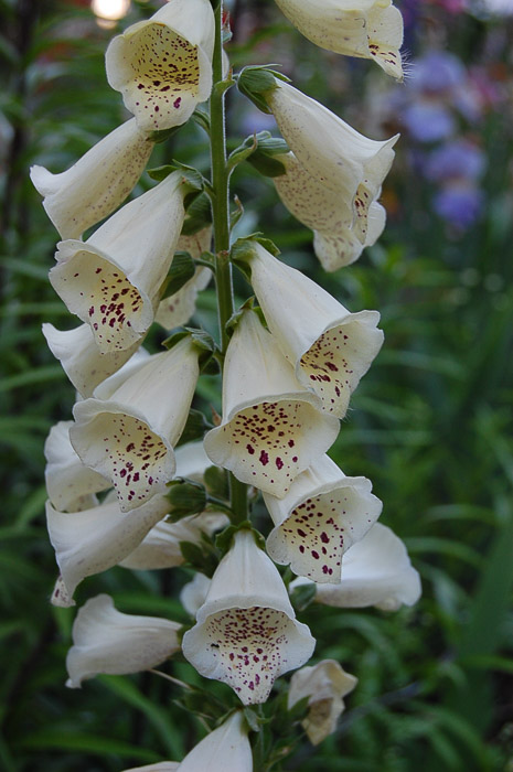 How to Grow Foxgloves - Flower Patch Farmhouse