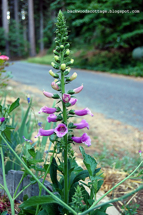 Growing Gorgeous Foxgloves: A Beginner’s Guide - Flower Patch Farmhouse