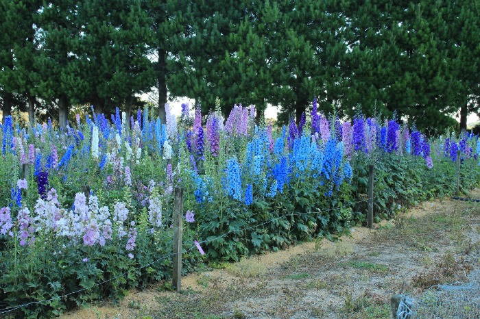 Grow Delphiniums from Seed - Flower Patch Farmhouse