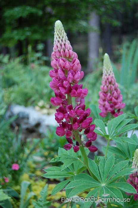 Grow Gorgeous Lupines: Your Easy Guide to Growing Lupine Flowers!! - Flower Patch Farmhouse