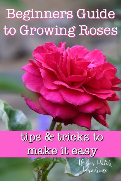 Growing Roses is Easy! - Flower Patch Farmhouse