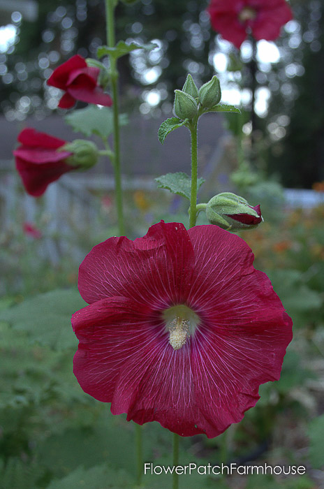 Growing Hollyhocks: Tips for Beautiful Cottage Garden Flowers - Flower ...