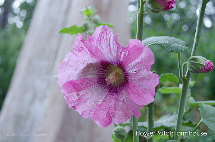 How to Grow Hollyhocks - Flower Patch Farmhouse