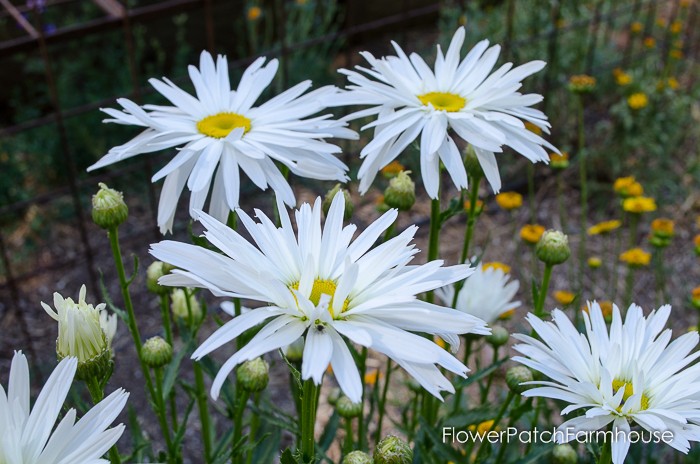 How to Grow Daisies, easily! - Flower Patch Farmhouse