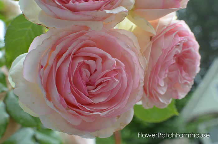 Mid June in the Garden - Flower Patch Farmhouse