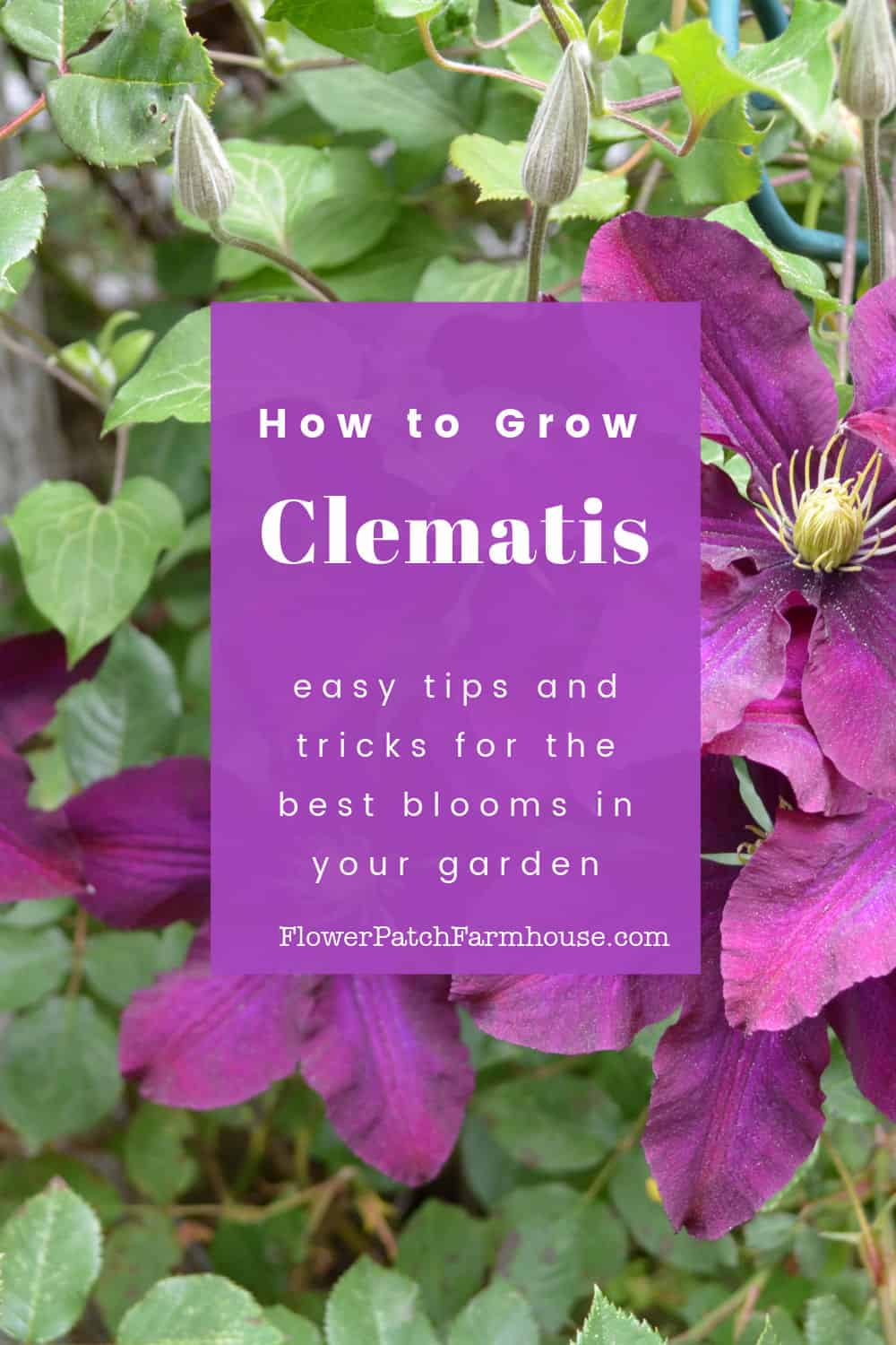 Grow Clematis - The Queen of Climbers! - Flower Patch Farmhouse
