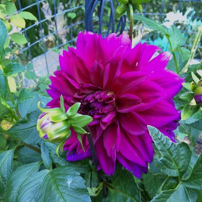 All Aboard the Hot Mess Express! - Flower Patch Farmhouse