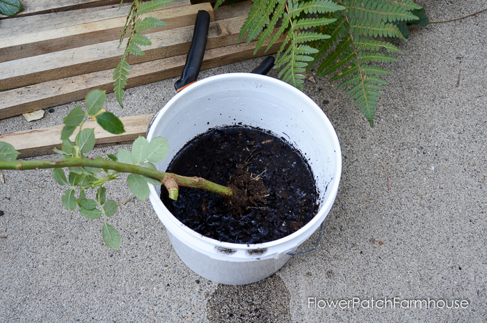 Potting up Air Layered Roses - Flower Patch Farmhouse