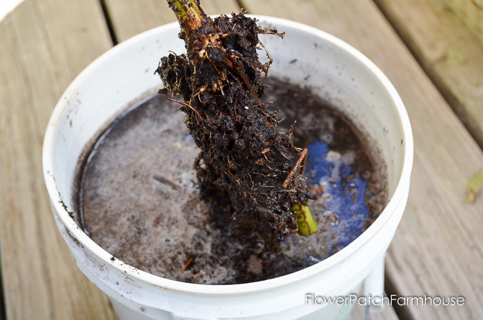 Potting up Air Layered Roses - Flower Patch Farmhouse