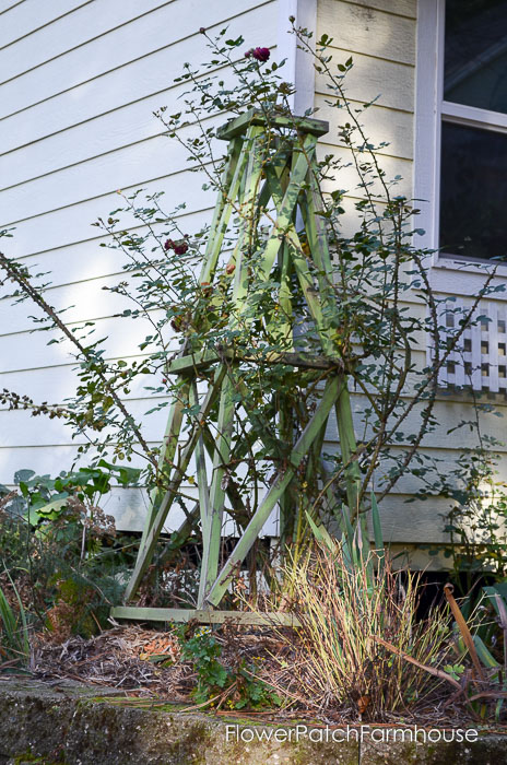 Pillar Roses to save garden space! - Flower Patch Farmhouse