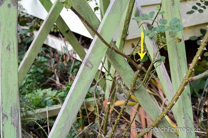 Pillar Roses to save garden space! - Flower Patch Farmhouse