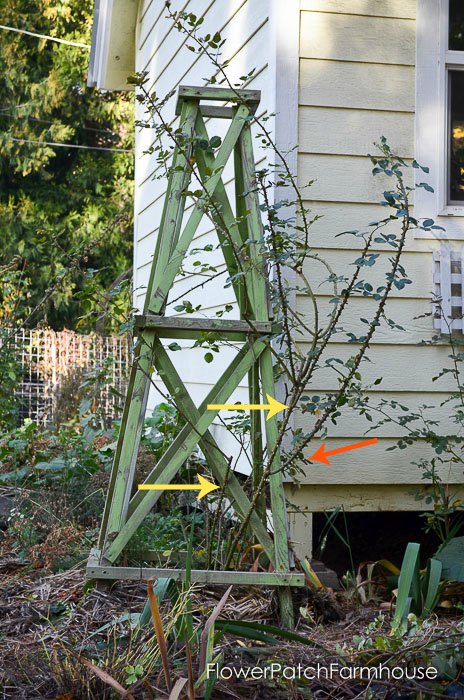 Pillar Roses to save garden space! - Flower Patch Farmhouse