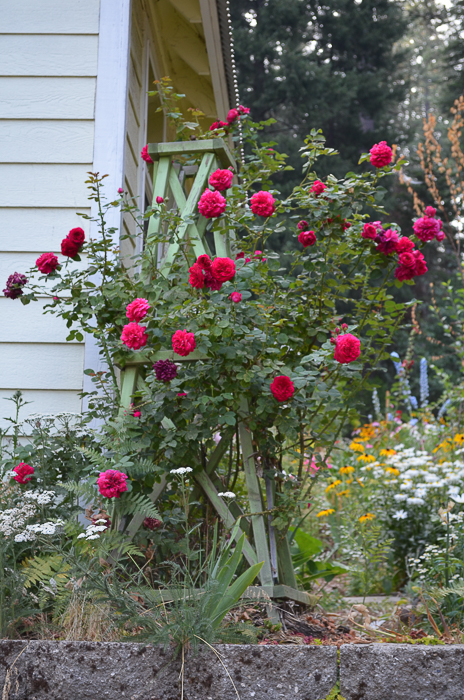 Pillar Roses to save garden space! - Flower Patch Farmhouse