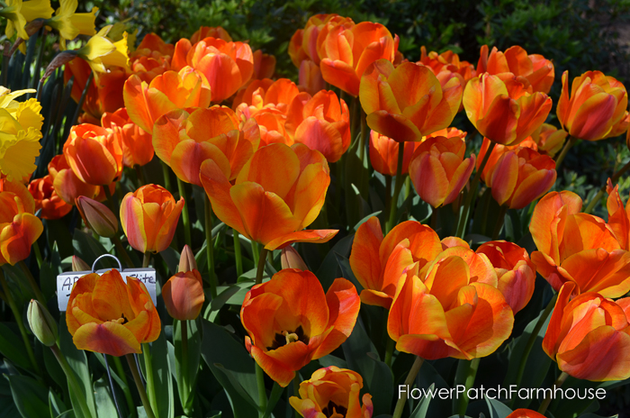 Tiptoe through the Tulips in Barrels - Flower Patch Farmhouse
