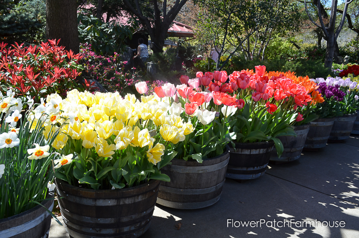 Tiptoe through the Tulips in Barrels - Flower Patch Farmhouse