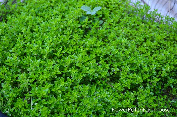 easy Ground Cover Plants You Can Grow - Less Mulch more Garden - Flower ...