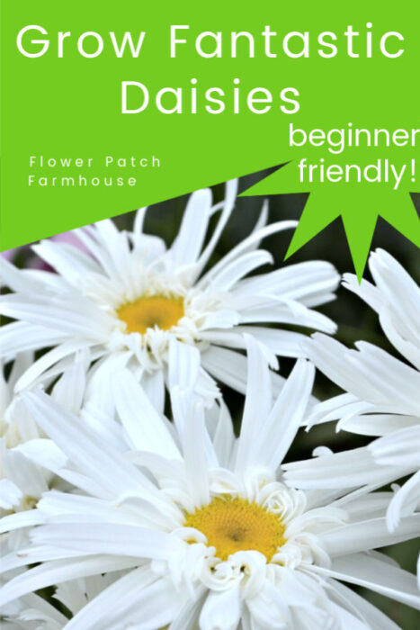 How to Grow Daisies, easily! - Flower Patch Farmhouse