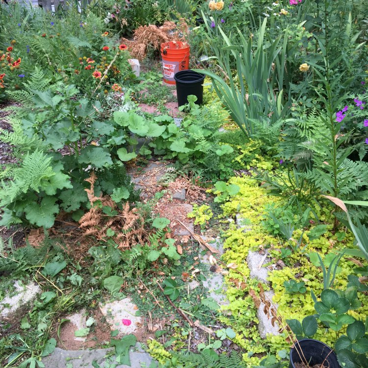 My Quick and Easy Weeding a Garden Path - Flower Patch Farmhouse