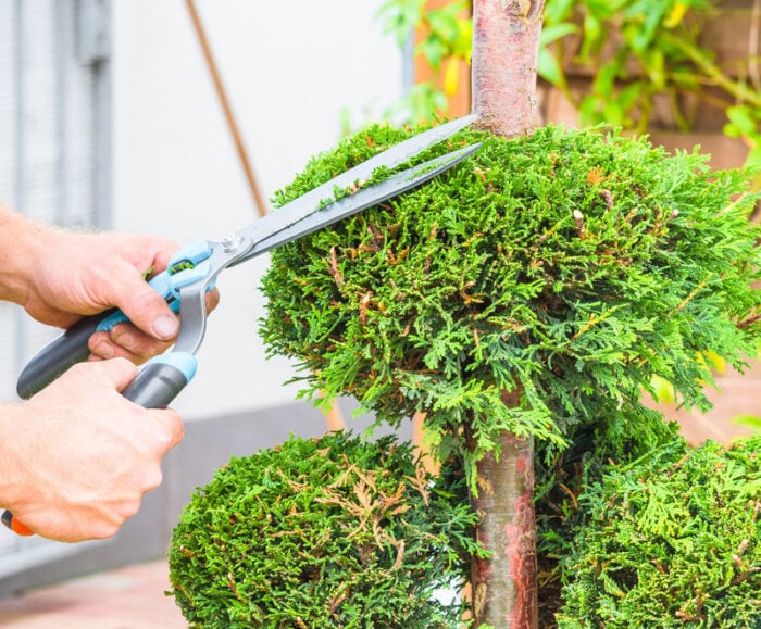 How to Make a Lavender Topiary - Flower Patch Farmhouse
