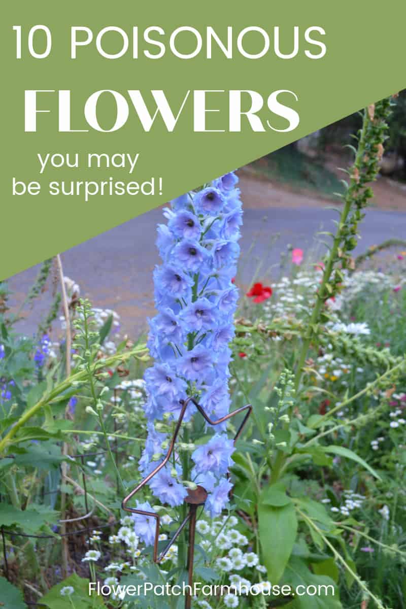 Poisonous Flowers in Your Garden - Flower Patch Farmhouse