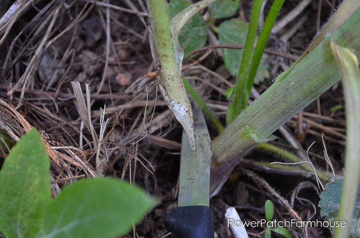 Propagate Delphiniums from Cuttings - Flower Patch Farmhouse