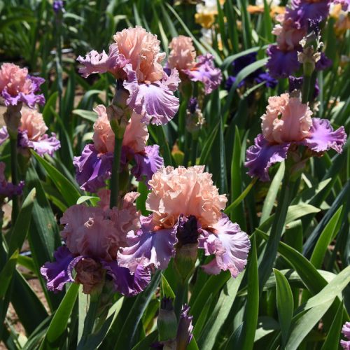 How to Divide Iris - Transplanting Iris - Flower Patch Farmhouse