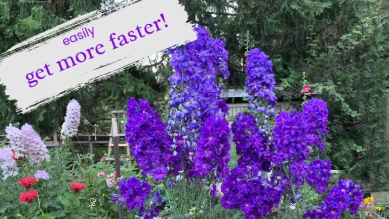 Propagate Delphiniums from Cuttings - Flower Patch Farmhouse