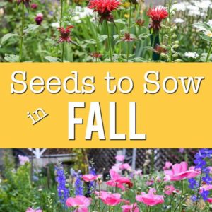 Sow your Seeds in Fall for a Beautiful Garden - Flower Patch Farmhouse
