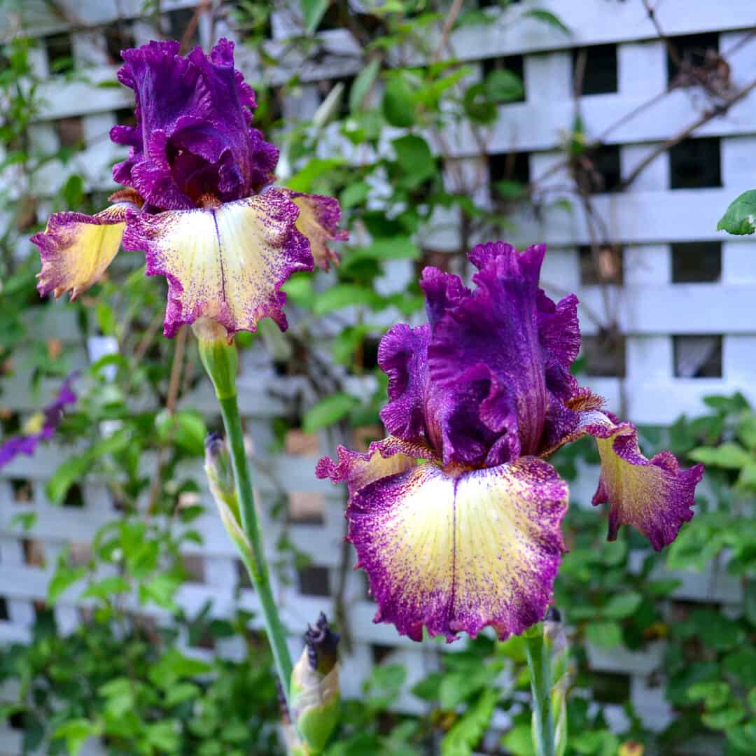 How to Divide Iris in Spring - Flower Patch Farmhouse