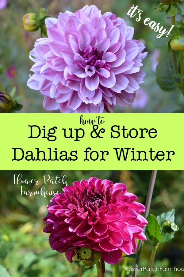 Simple Way to Dig up Dahlia Tubers for Winter Storage - Flower Patch ...