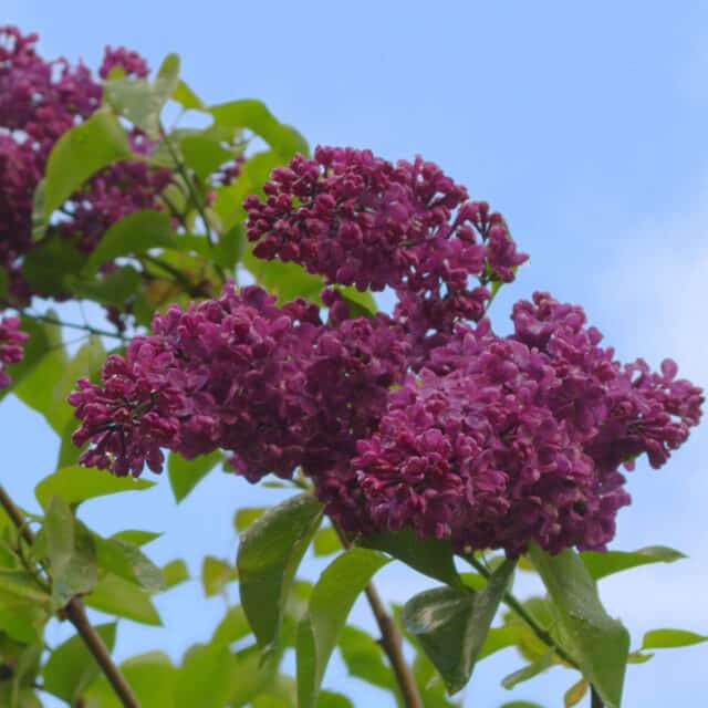 Lilac Not Blooming? Fix it - Flower Patch Farmhouse