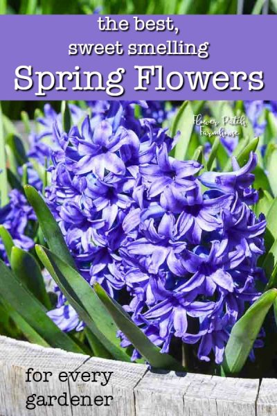 Best Smelling Spring Plants for Your Garden - Flower Patch Farmhouse