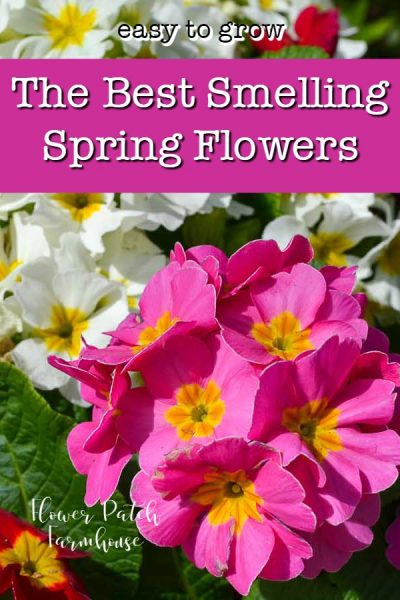 Best Smelling Spring Plants for Your Garden - Flower Patch Farmhouse