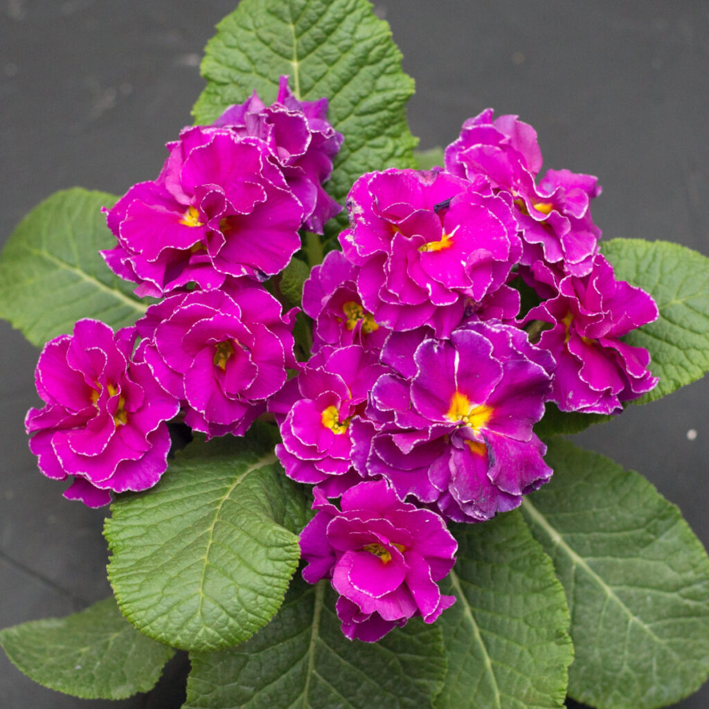 How to Propagate Bamboo - Flower Patch Farmhouse