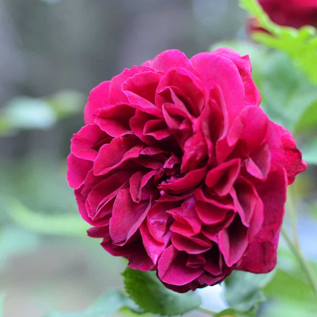 How to Grow the Most Gorgeous Petunias of Your Life! - Flower Patch ...