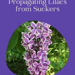 Lilac Propagation: Grow Stunning Shrubs from Suckers! - Flower Patch ...