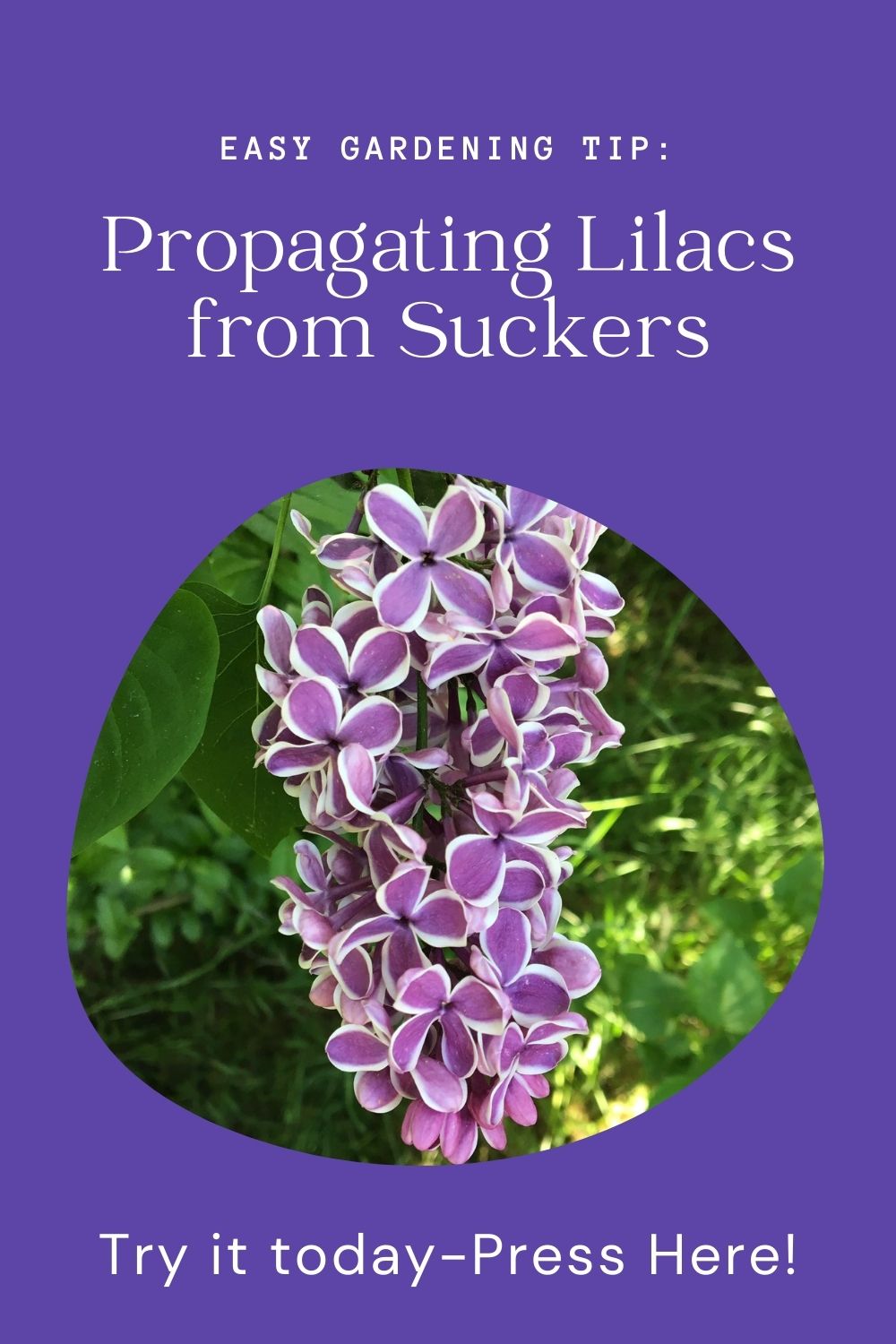 Lilac Propagation: Grow Stunning Shrubs from Suckers! - Flower Patch ...